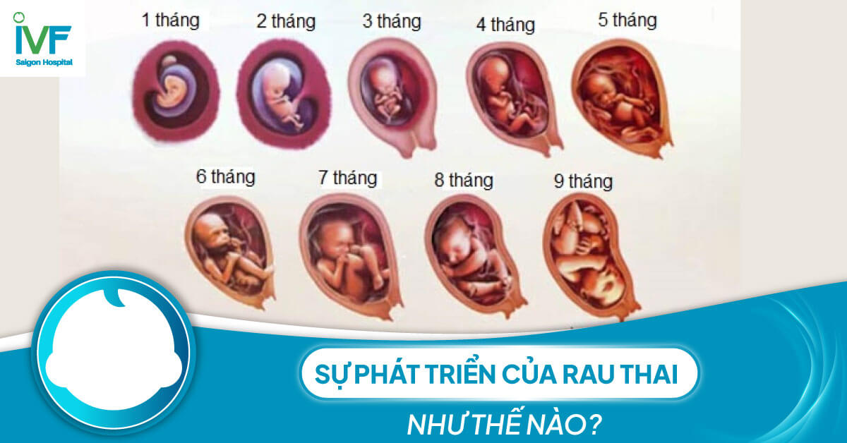 Rau thai và quá trình hình thành thai nhi